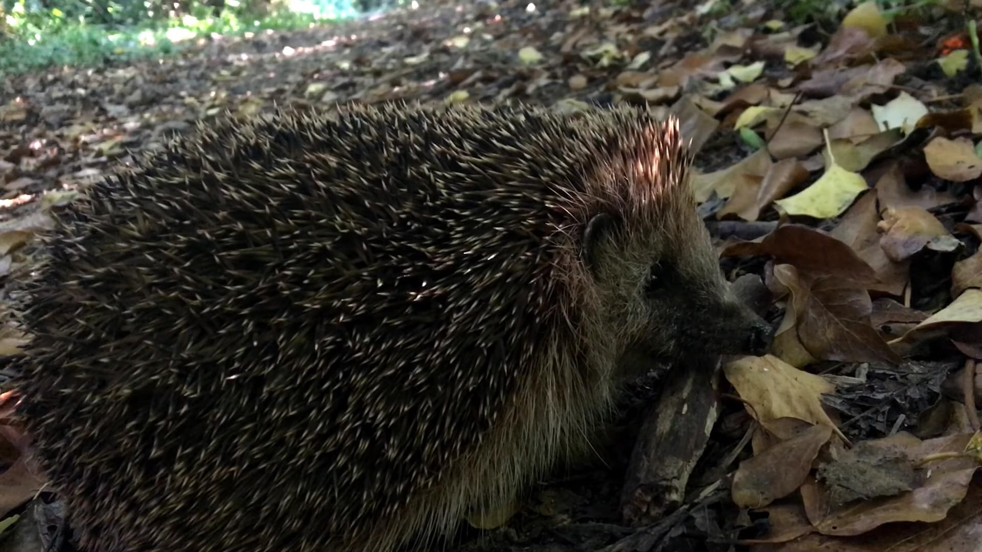 Kent Walks with Simon Broad - Appledore Local History Society
